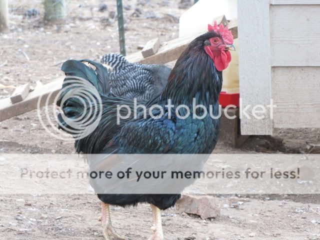 Is this split wing? | BackYard Chickens - Learn How to Raise Chickens