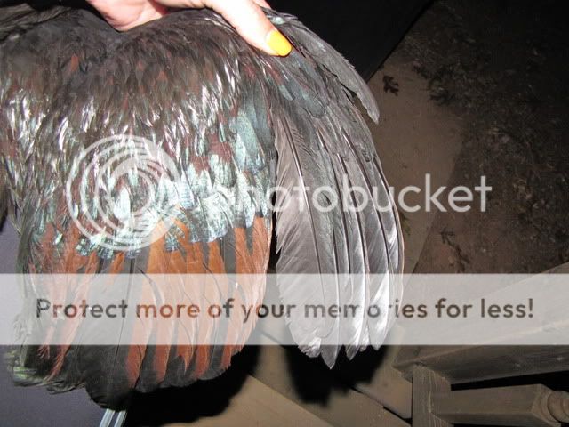 Is this split wing? | BackYard Chickens - Learn How to Raise Chickens