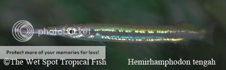 Hemirhamphodon Tengah Borneo Red-Line Gold Spot Halfbeak" WILD" Photo ...
