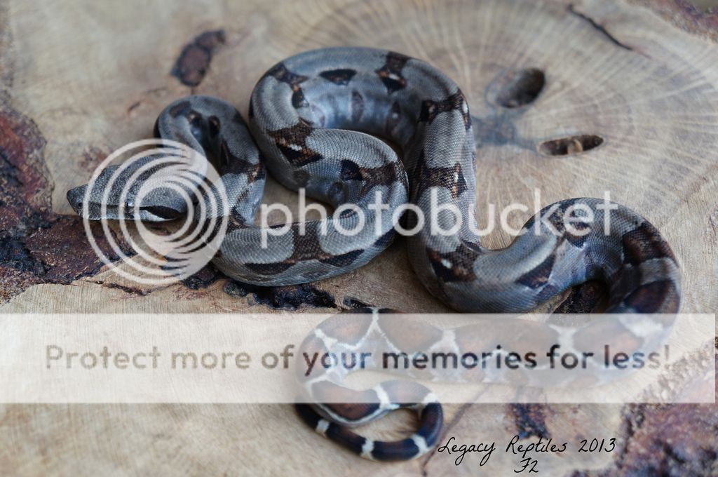 The new Hondurans are home. - RedTailBoas Ultimate Reptile Community